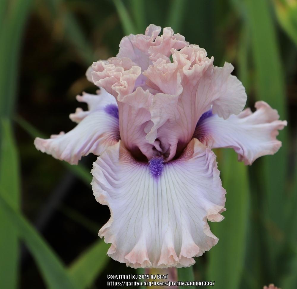 Photo of the bloom of Tall Bearded Iris (Iris 'You're the One') posted ...