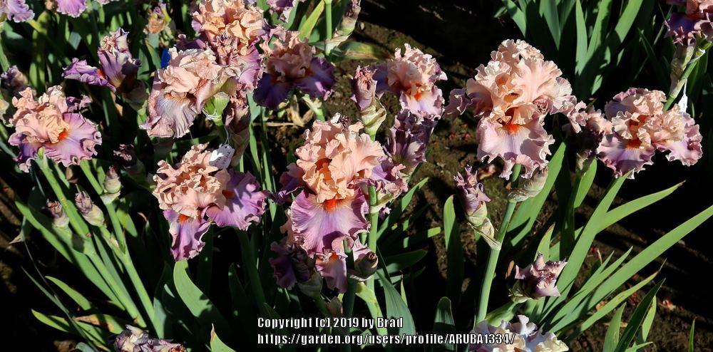 Photo of the bloom of Tall Bearded Iris (Iris 'Secret Hopes') posted by ...