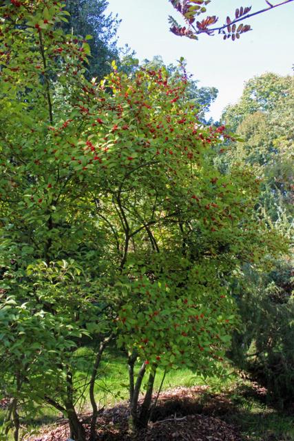 Ilex: Plant Care and Collection of Varieties - Garden.org