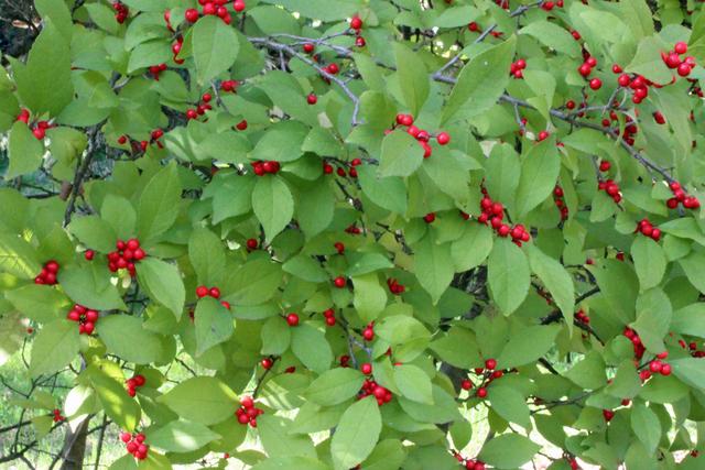 Ilex: Plant Care and Collection of Varieties - Garden.org