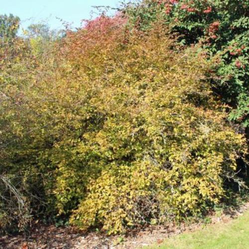 Lace Shrub (Neillia incisa) - Garden.org