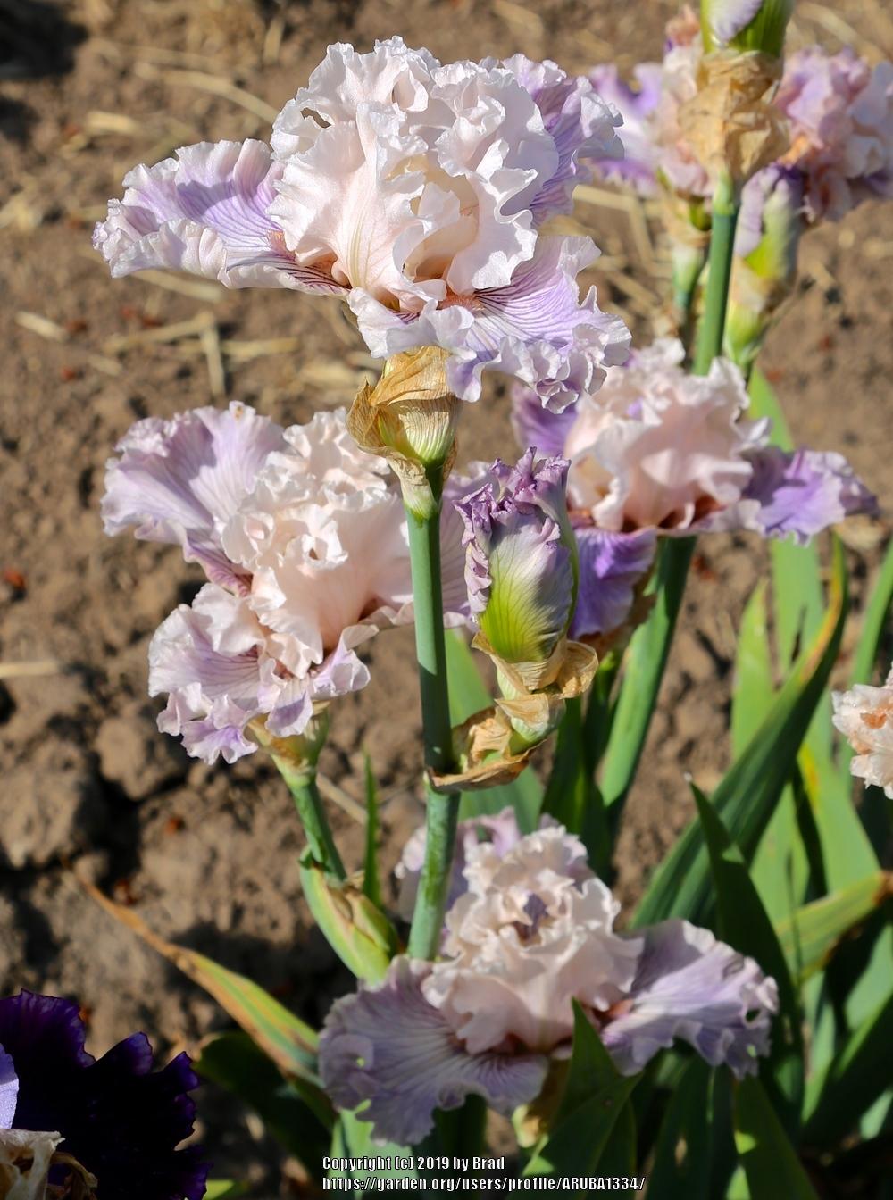 Photo of the bloom of Tall Bearded Iris (Iris 'Poetic Mist') posted by ...