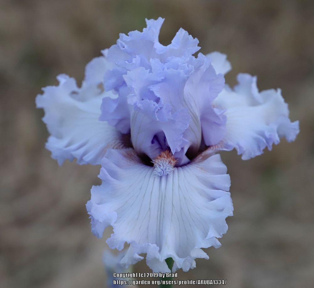 Photo of the bloom of Tall Bearded Iris (Iris 'Crystal Symphony ...