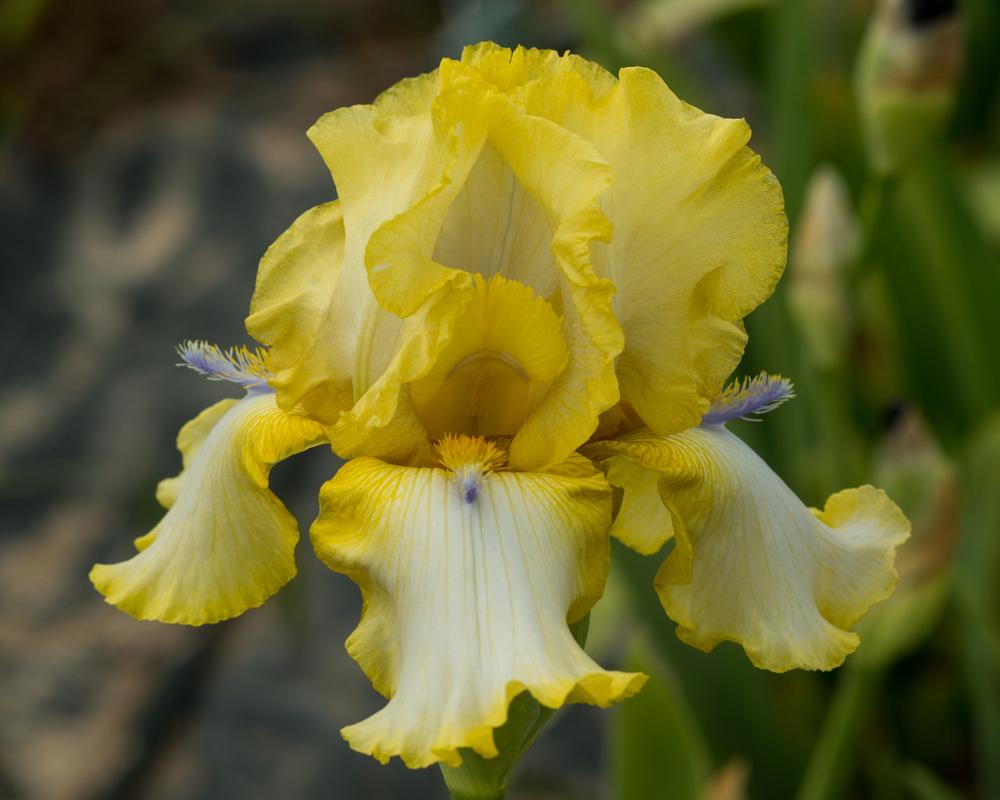 Photo of the bloom of Tall Bearded Iris (Iris 'Sky Hooks') posted by ...