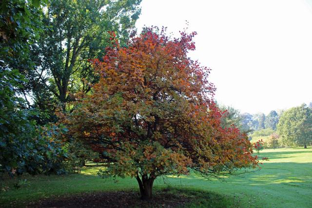 Maple-leaf Oak (Quercus acerifolia) - Garden.org
