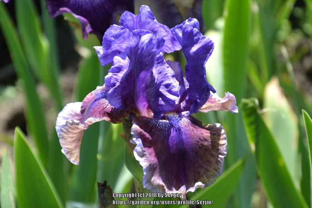 Tall Bearded Iris (Iris 'Comic Opera') in the Irises Database - Garden.org