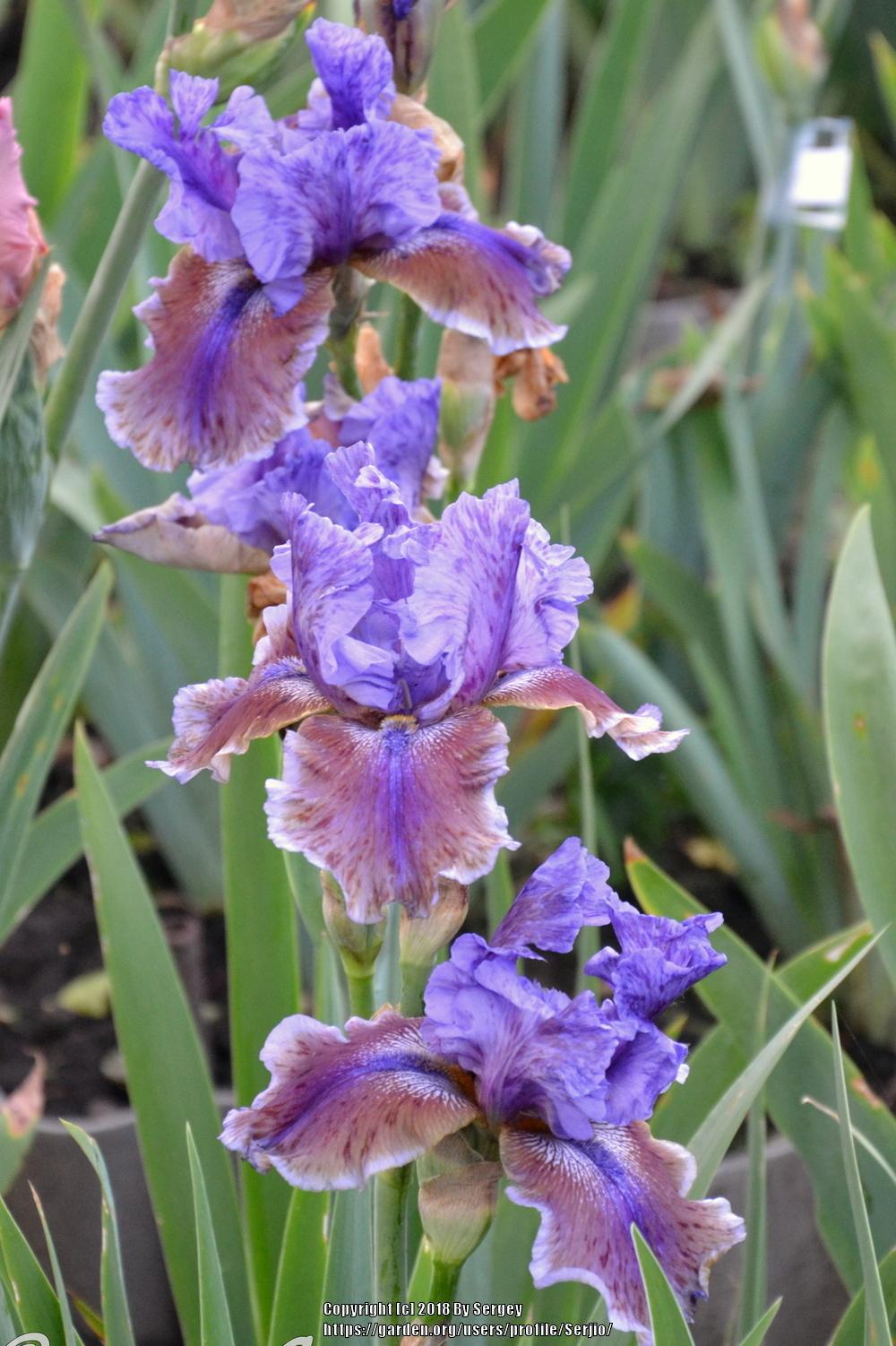 Photo of the bloom of Tall Bearded Iris (Iris 'Comic Opera') posted by ...