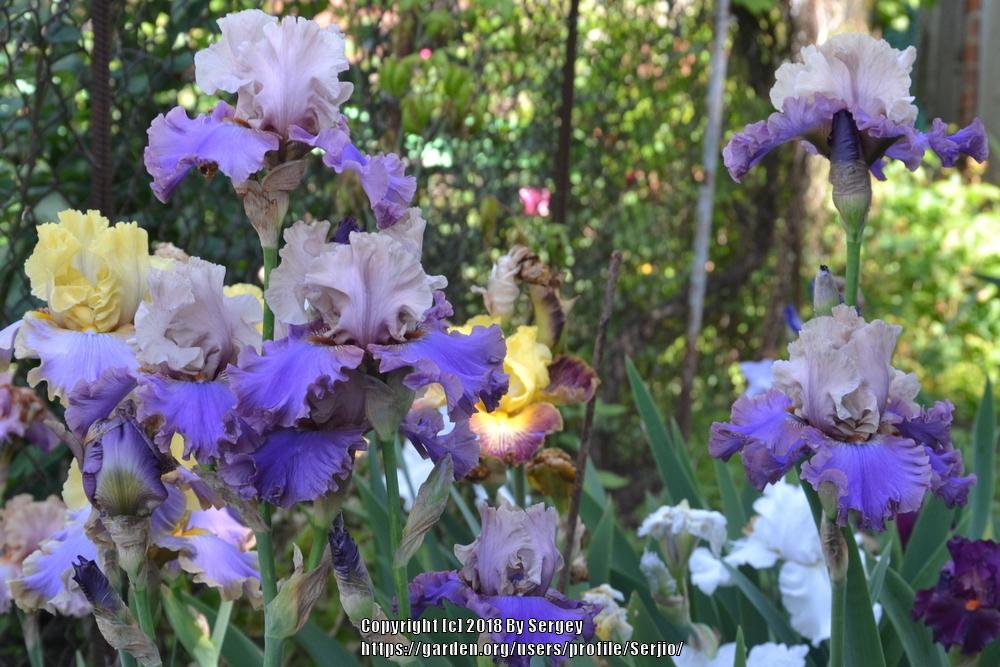 Photo of the bloom of Tall Bearded Iris (Iris 'Dance a Dance') posted ...