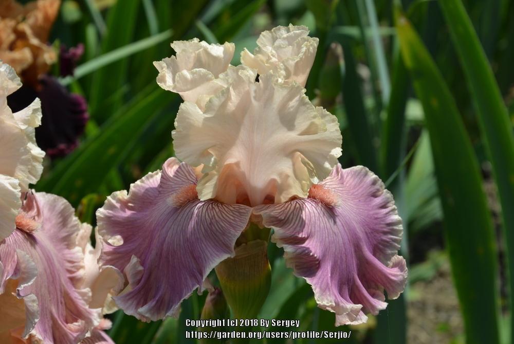 Photo of the bloom of Tall Bearded Iris (Iris 'Cross My Heart') posted ...