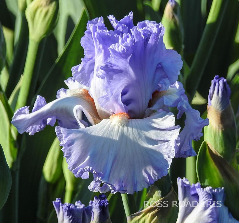 Tall Bearded Iris (Iris 'Spirit in the Sky') in the Irises Database ...