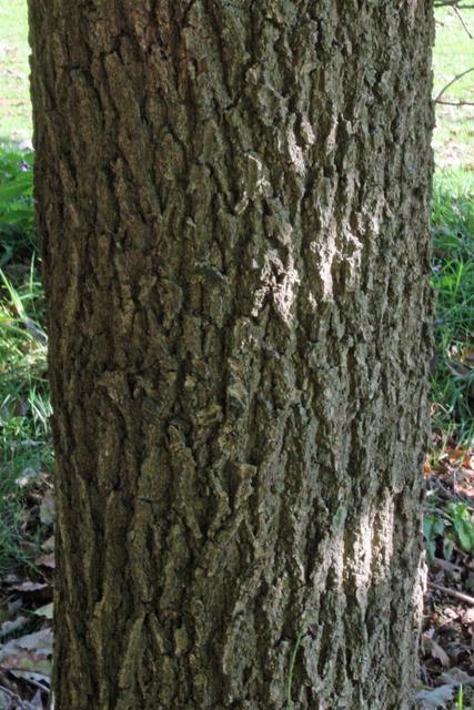 Oak (Quercus aliena var. acutiserrata) - Garden.org