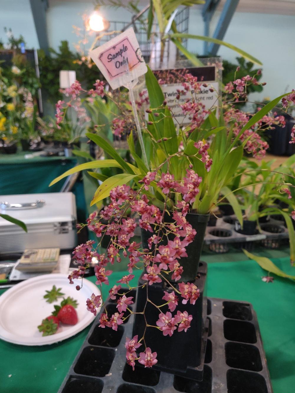 Orchid (Oncidium Twinkle 'Pinkie') - Garden.org