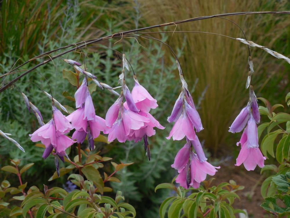 Angel's Fishing Rod (Dierama pulcherrimum) - Garden.org