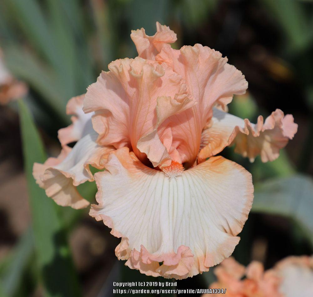 Photo of the bloom of Tall Bearded Iris (Iris 'Looking Cute') posted by ...