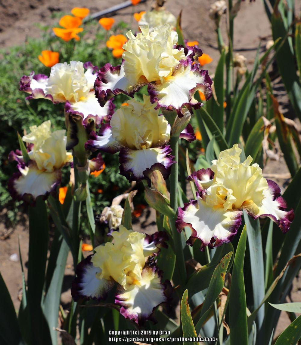 Photo of the bloom of Tall Bearded Iris (Iris 'Hat in the Ring') posted ...