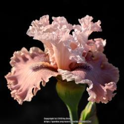 Tall Bearded Iris (Iris 'Magic Trick') in the Irises Database - Garden.org