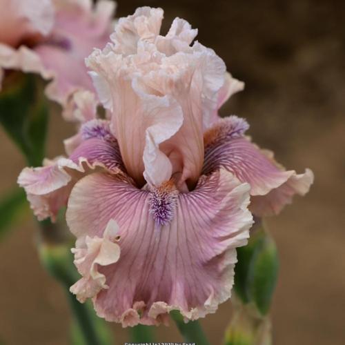 Tall Bearded Iris (Iris 'Magic Trick') in the Irises Database - Garden.org
