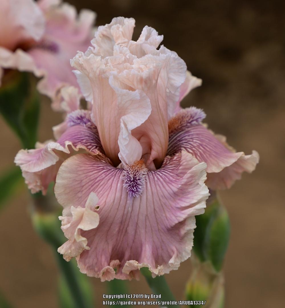 Photo of the bloom of Tall Bearded Iris (Iris 'Magic Trick') posted by ...