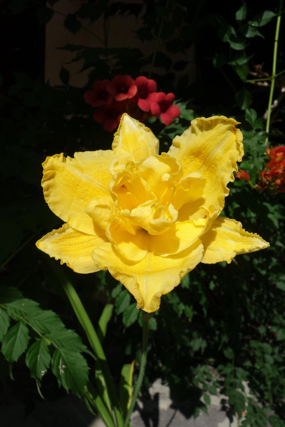 Daylily (Hemerocallis 'Longfields Maxim') in the Daylilies Database ...