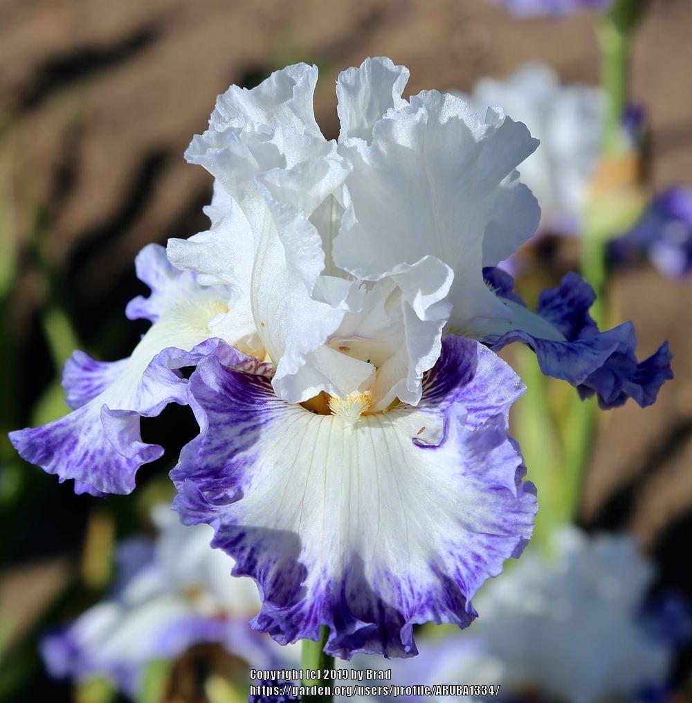 Photo of the bloom of Border Bearded Iris (Iris 'Freehand') posted by ...