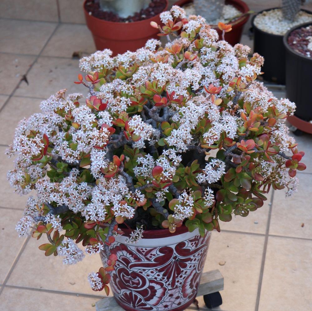 Jade Plant (Crassula ovata) in the Crassulas Database - Garden.org