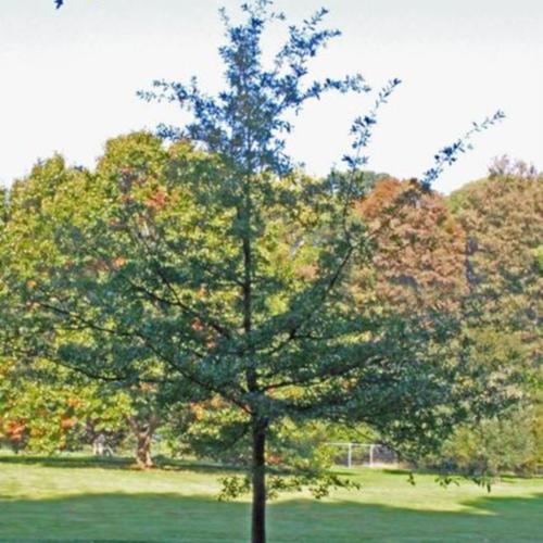 Graves Oak (Quercus gravesii) - Garden.org