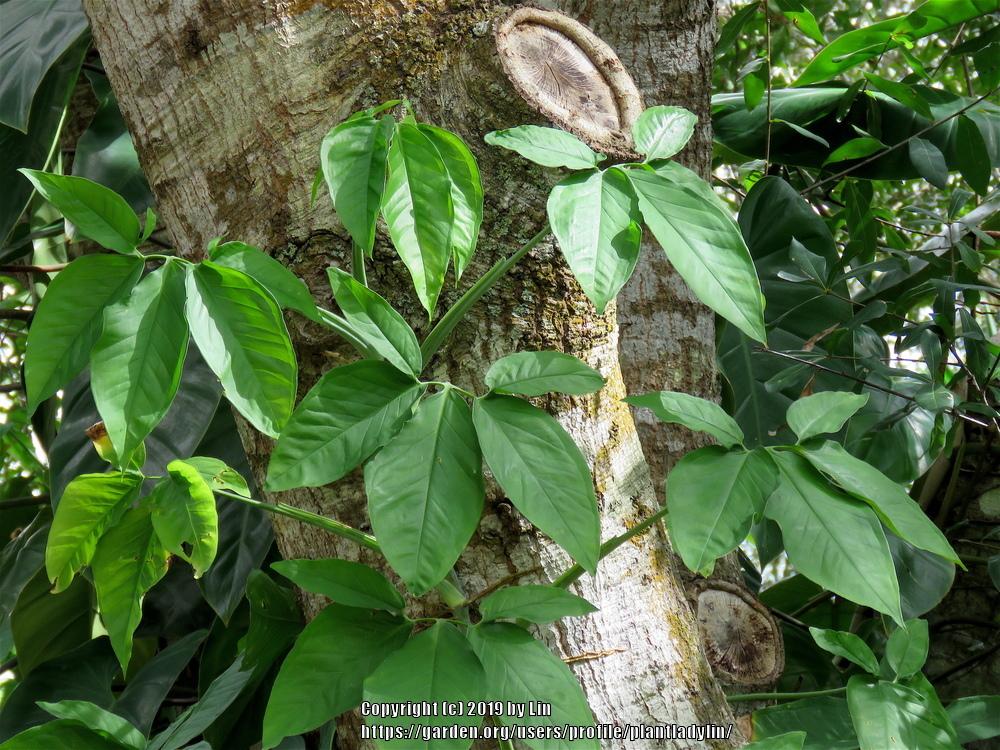 Syngoniums: Plant Care and Collection of Varieties - Garden.org