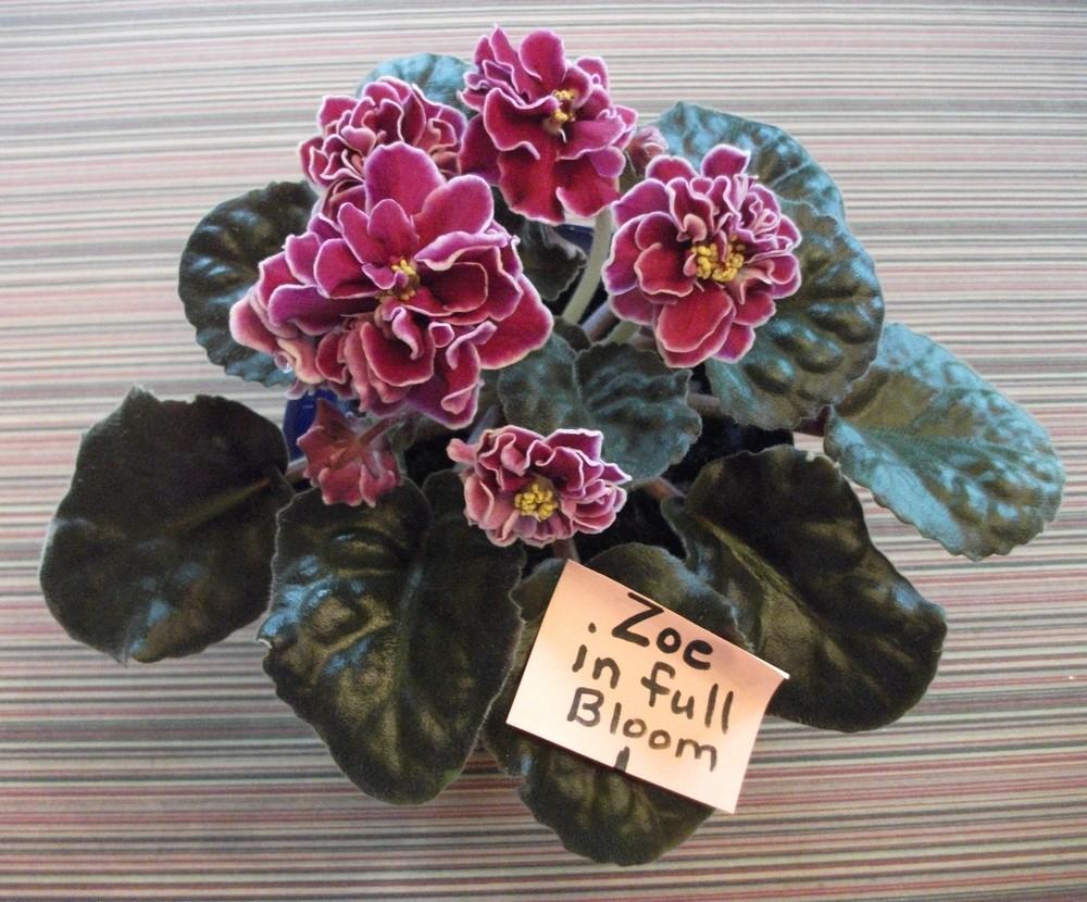 African Violet (Streptocarpus 'Lyon's Zoe') in the Cape Primroses ...