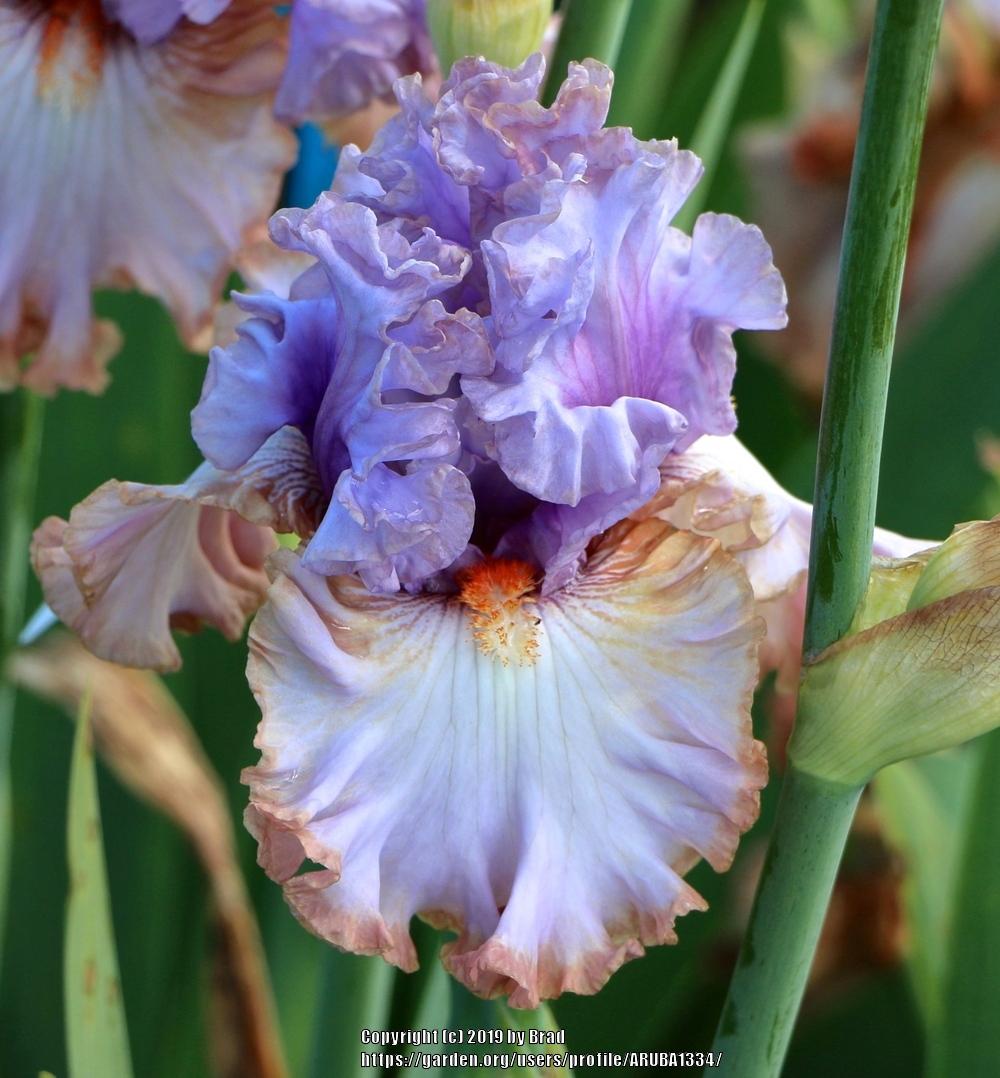 Photo of the bloom of Tall Bearded Iris (Iris 'Easy on the Eyes ...