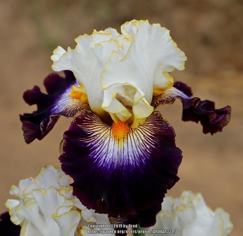 Photo of the bloom of Tall Bearded Iris (Iris 'All the Rage') posted by ...