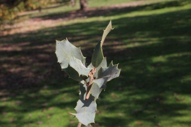 Gray Oak (Quercus grisea) - Garden.org