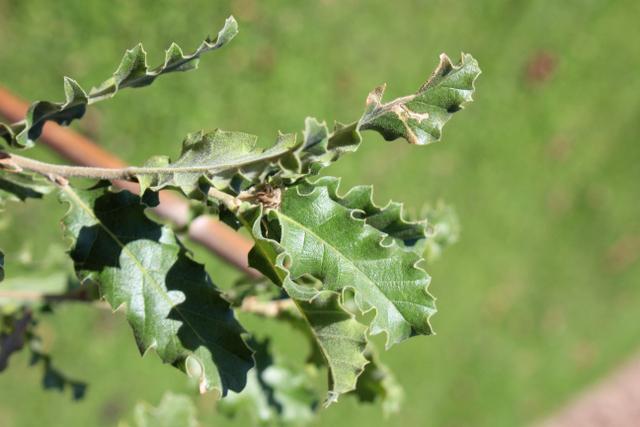 Valonia Oak (Quercus ithaburensis subsp. macrolepis) - Garden.org