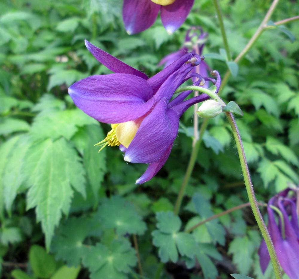 Columbines: Plant Care and Collection of Varieties - Garden.org