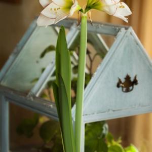 Amaryllis (Hippeastrum 'Picotee') in the Amaryllis Database - Garden.org
