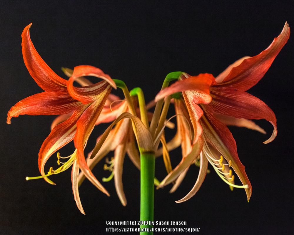 Photo of the bloom of Amaryllis (Hippeastrum 'Sumatra') posted by sejod ...