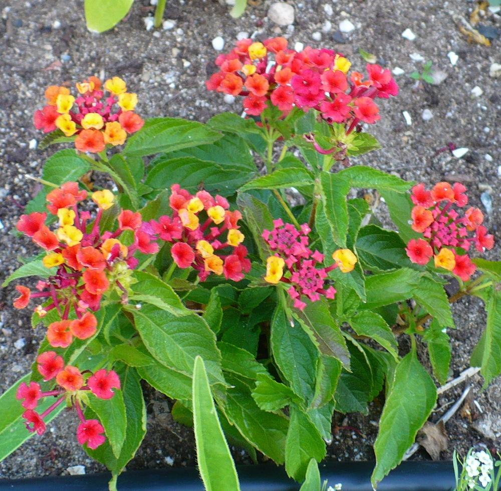 Lantanas: Plant Care and Collection of Varieties - Garden.org