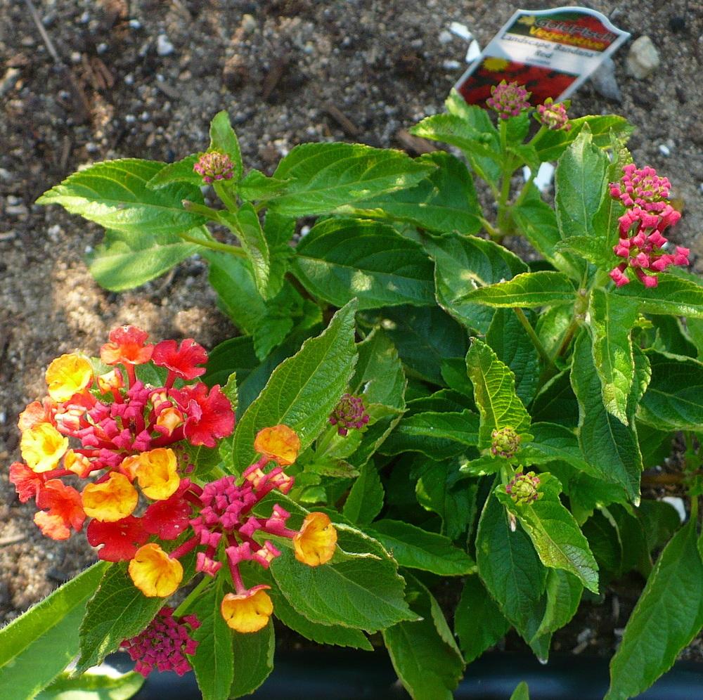 Lantanas: Plant Care and Collection of Varieties - Garden.org