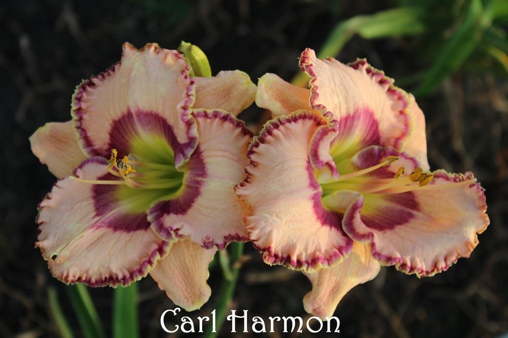 Daylily (Hemerocallis 'Carl Harmon') in the Daylilies Database - Garden.org