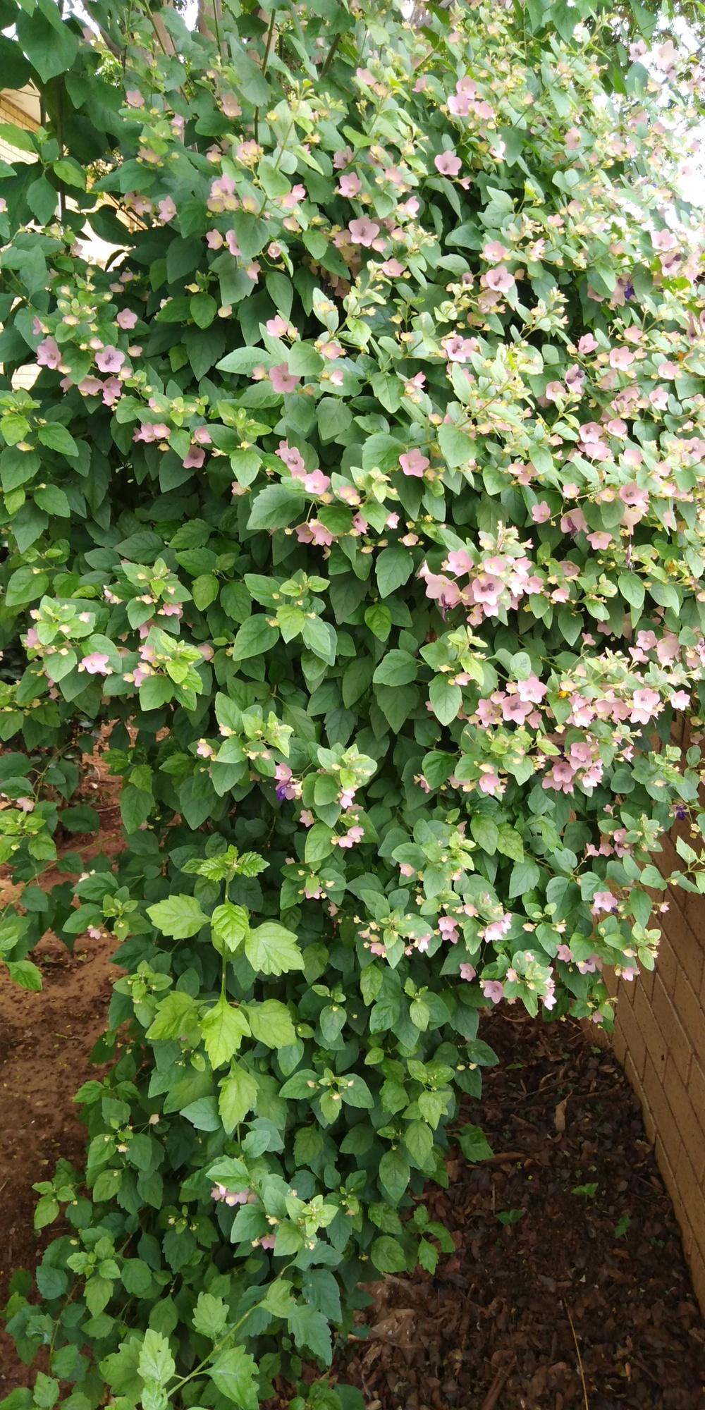 Plant identity in the Plant ID forum - Garden.org