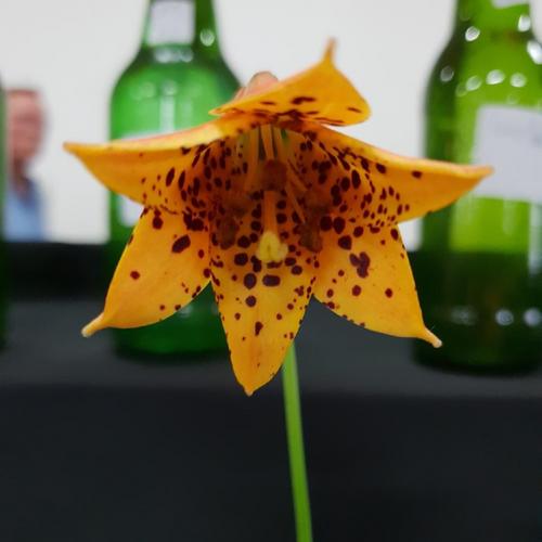 Gray's Lily (Lilium grayi) in the Lilies Database - Garden.org