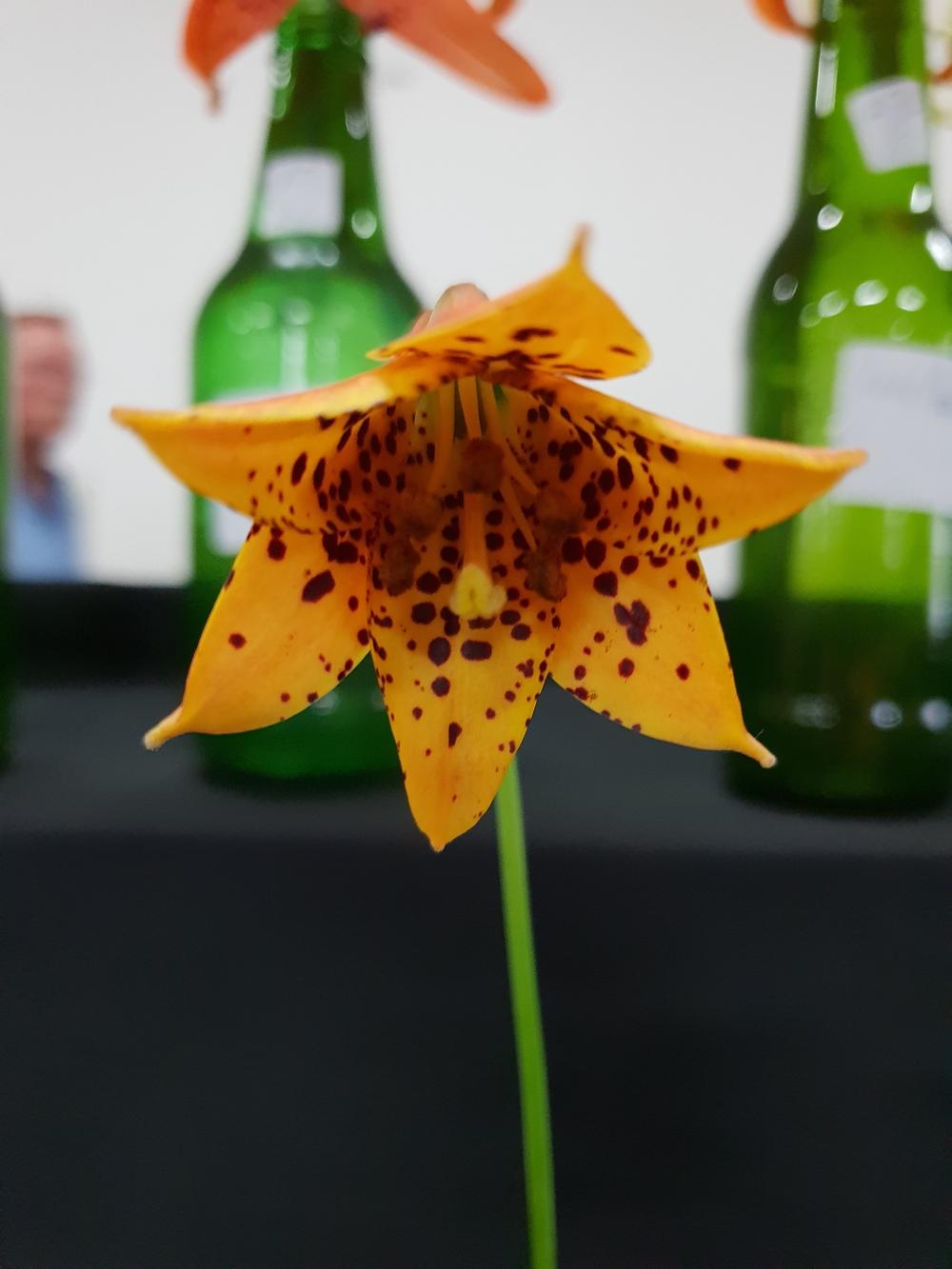 Gray's Lily (Lilium grayi) in the Lilies Database - Garden.org