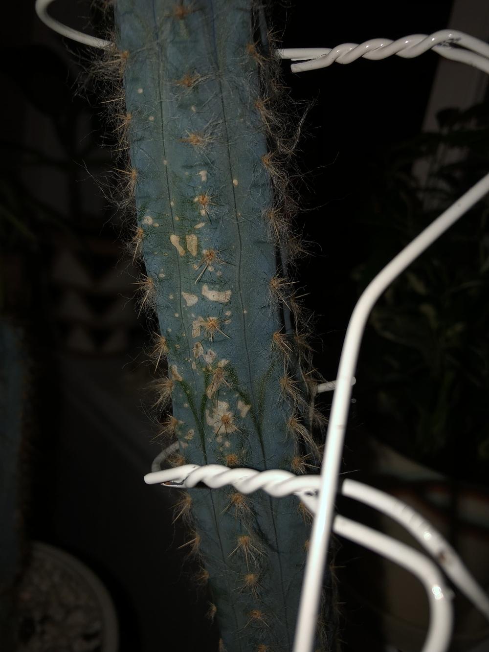 Sick cactus? in the Cactus and Succulents forum - Garden.org