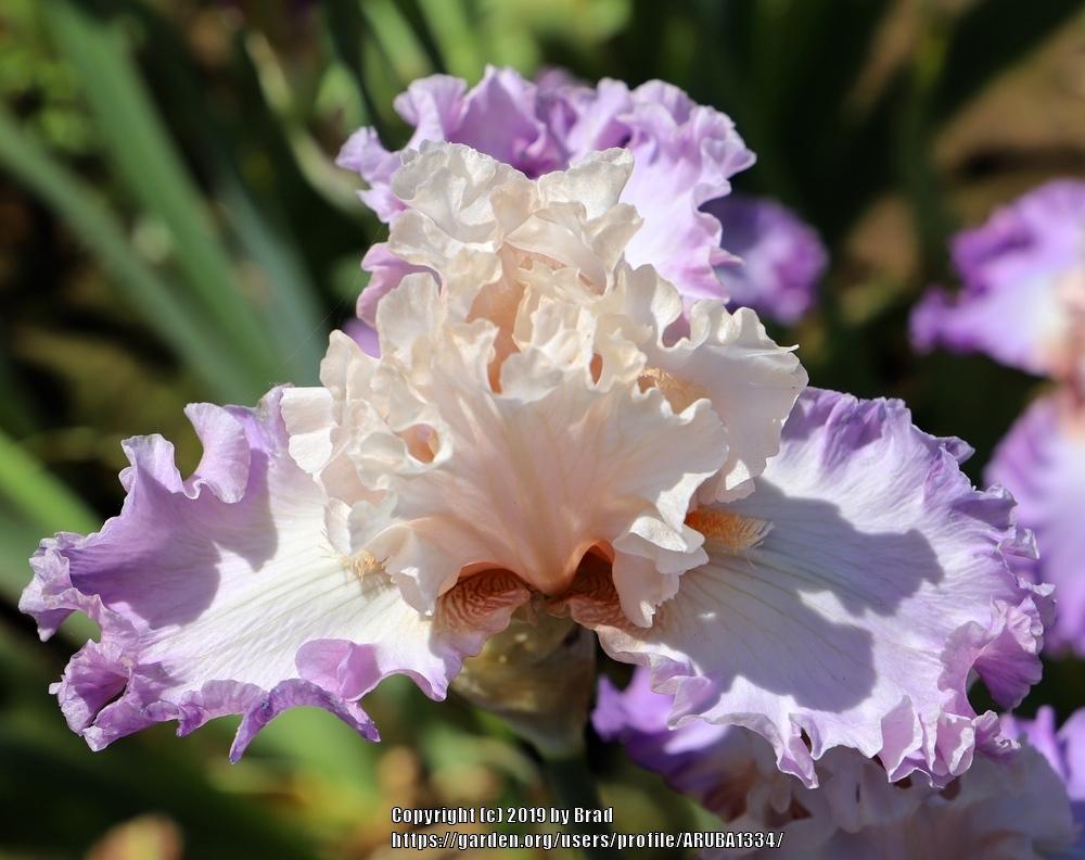 Photo of the bloom of Tall Bearded Iris (Iris 'Woman's Love') posted by ...