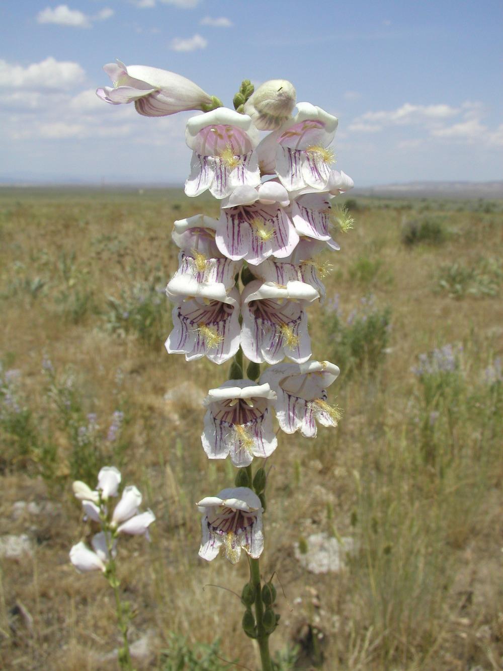 Penstemons: Plant Care and Collection of Varieties - Garden.org