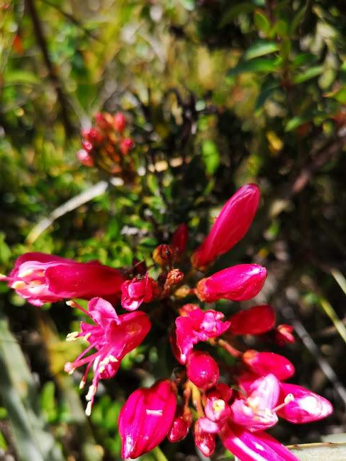 Bejaria resinosa - Garden.org