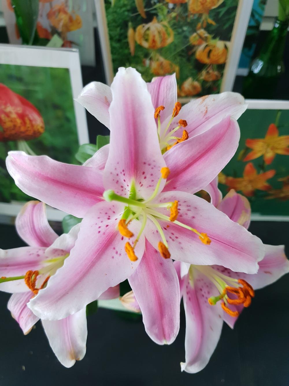 Lily (Lilium 'Loving Romance') in the Lilies Database - Garden.org