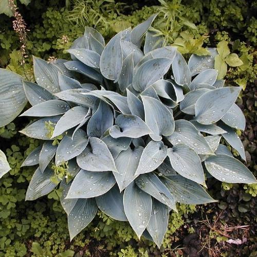 Hosta 'Blue Belle' in the Hostas Database - Garden.org