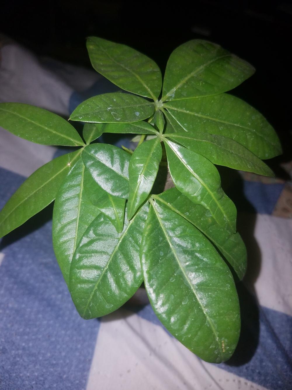 Unknown Plant?? in the Plant ID forum - Garden.org