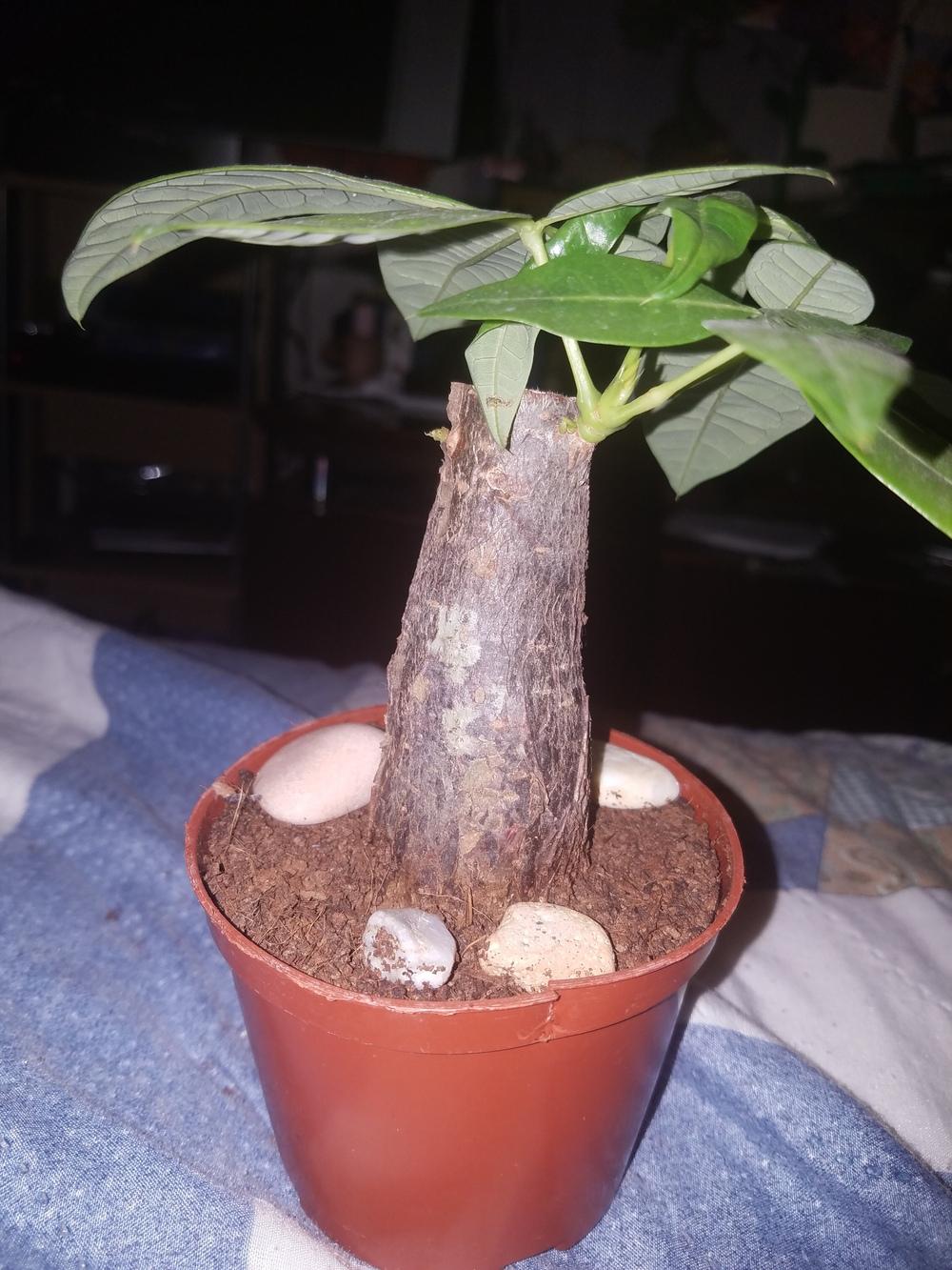 Unknown Plant?? in the Plant ID forum - Garden.org