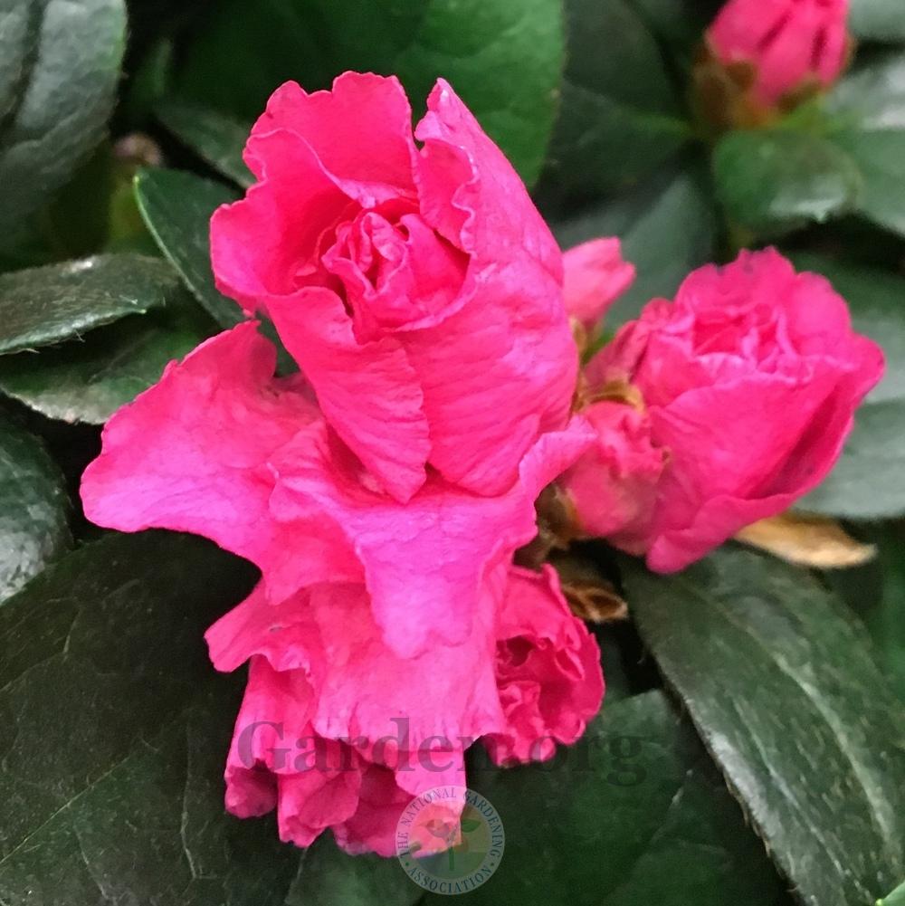 Rhododendron (Rhododendron simsii) in the Rhododendrons Database ...